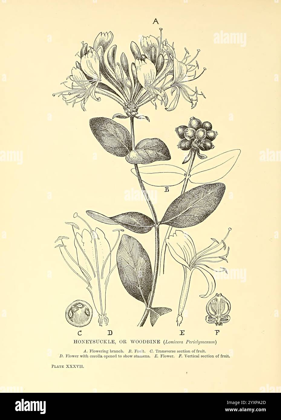 Trees and shrubs of the British Isles, London, Dent, 1909, botany ...