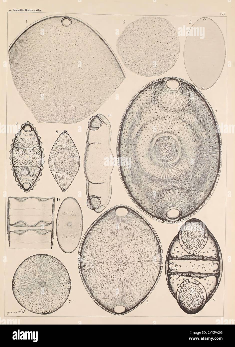 Multiple diatom forms hi-res stock photography and images - Alamy