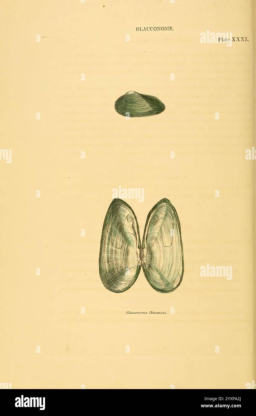 Fan shaped shell reveals hi-res stock photography and images - Alamy