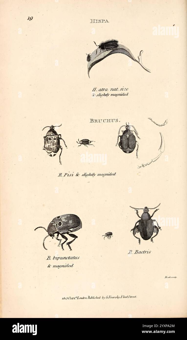 Illustration features detailed depictions of various beetles hi-res ...