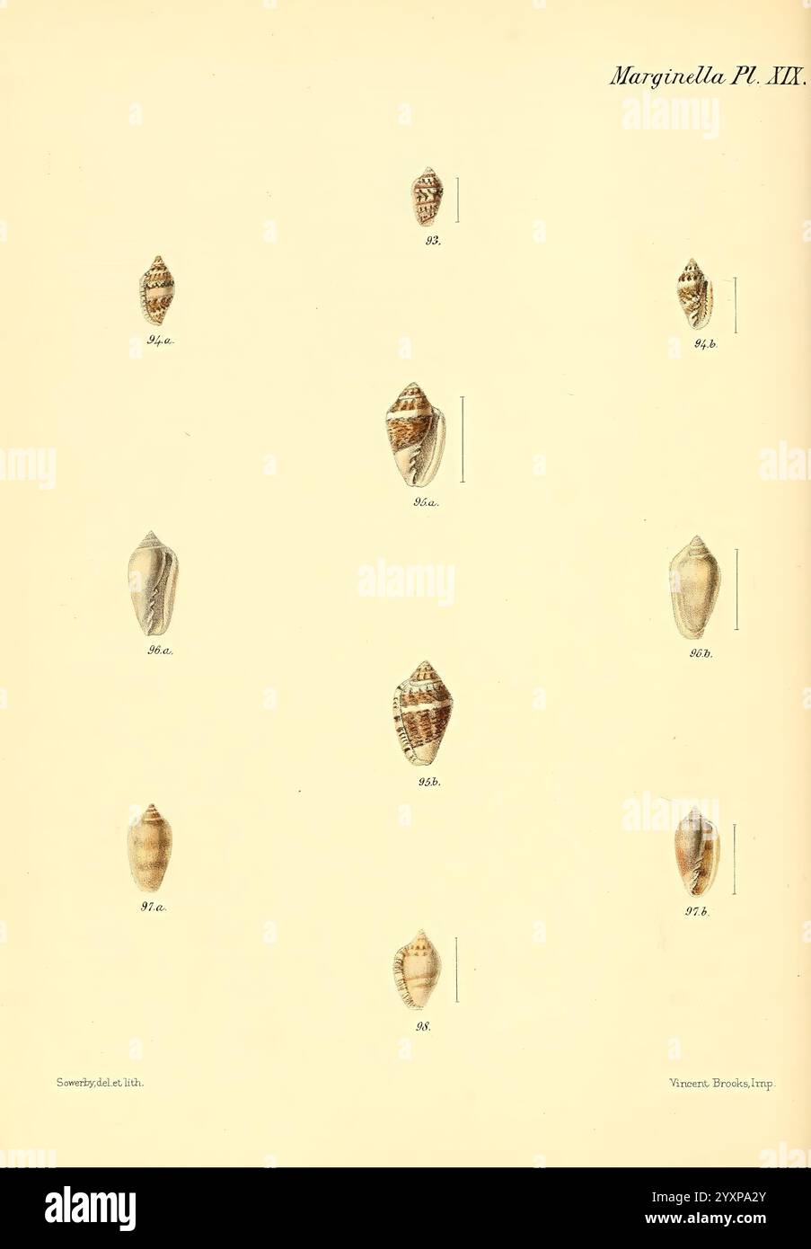 Specific varieties hi-res stock photography and images - Alamy