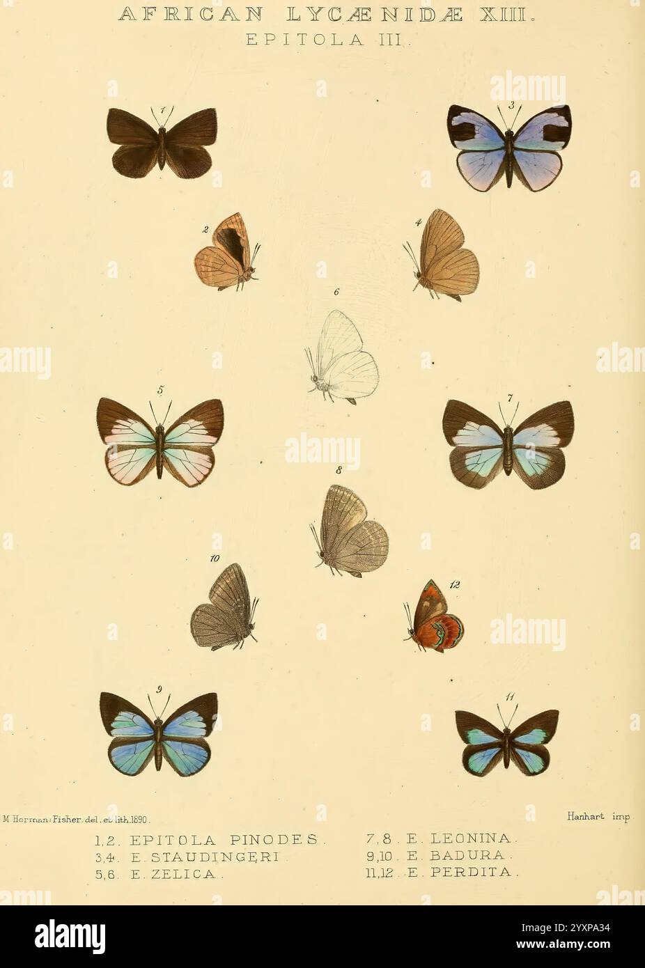 Rhopalocera Exotica London Gurney Jackson 1887-1902 Butterflies ...