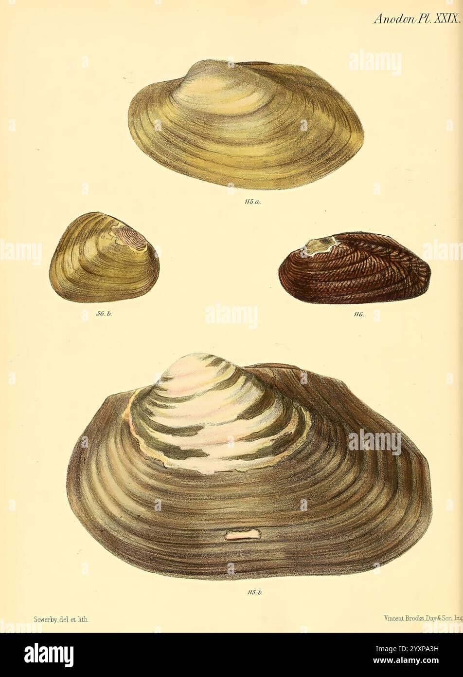 Conchologia Iconica, or Illustrations of the Shells of Molluscous ...