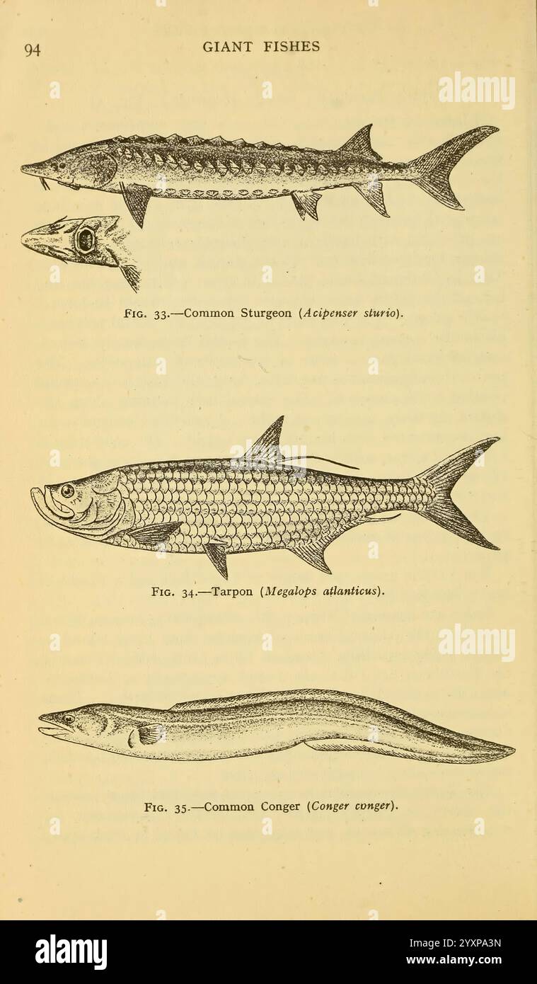 Three giant fish species hi-res stock photography and images - Alamy