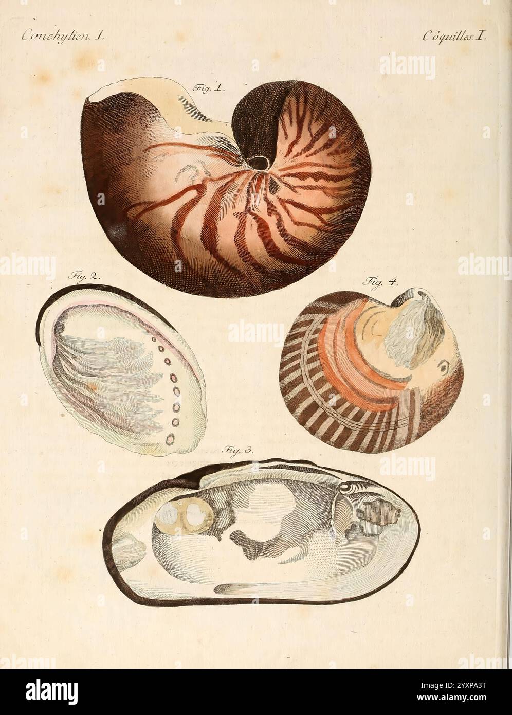 Smooth exterior hinting hi-res stock photography and images - Alamy