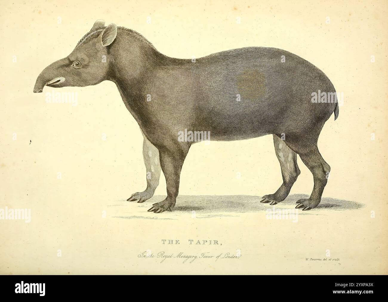 The wonders of the animal kingdom, London, T. Kelly, 1830, Great ...