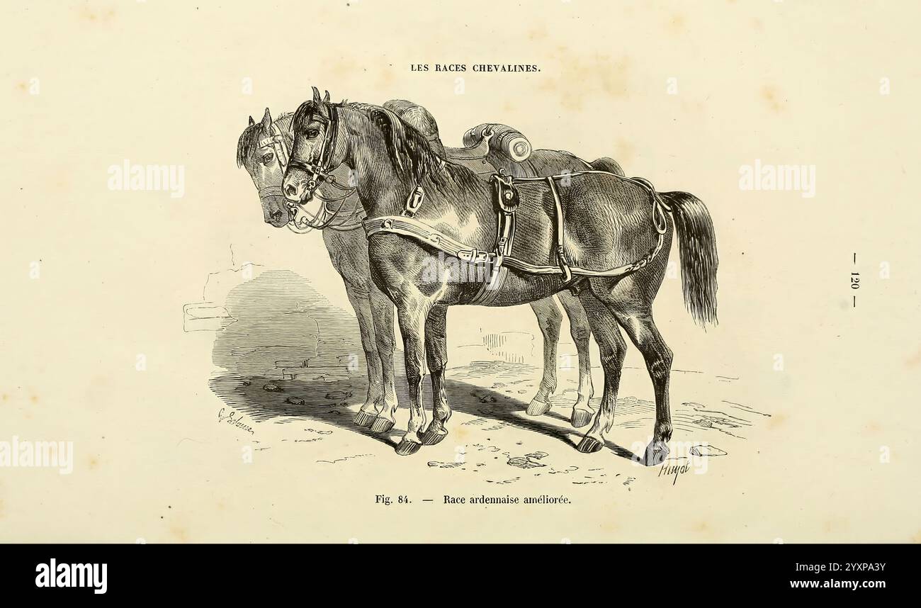 Robust physiques hi-res stock photography and images - Alamy