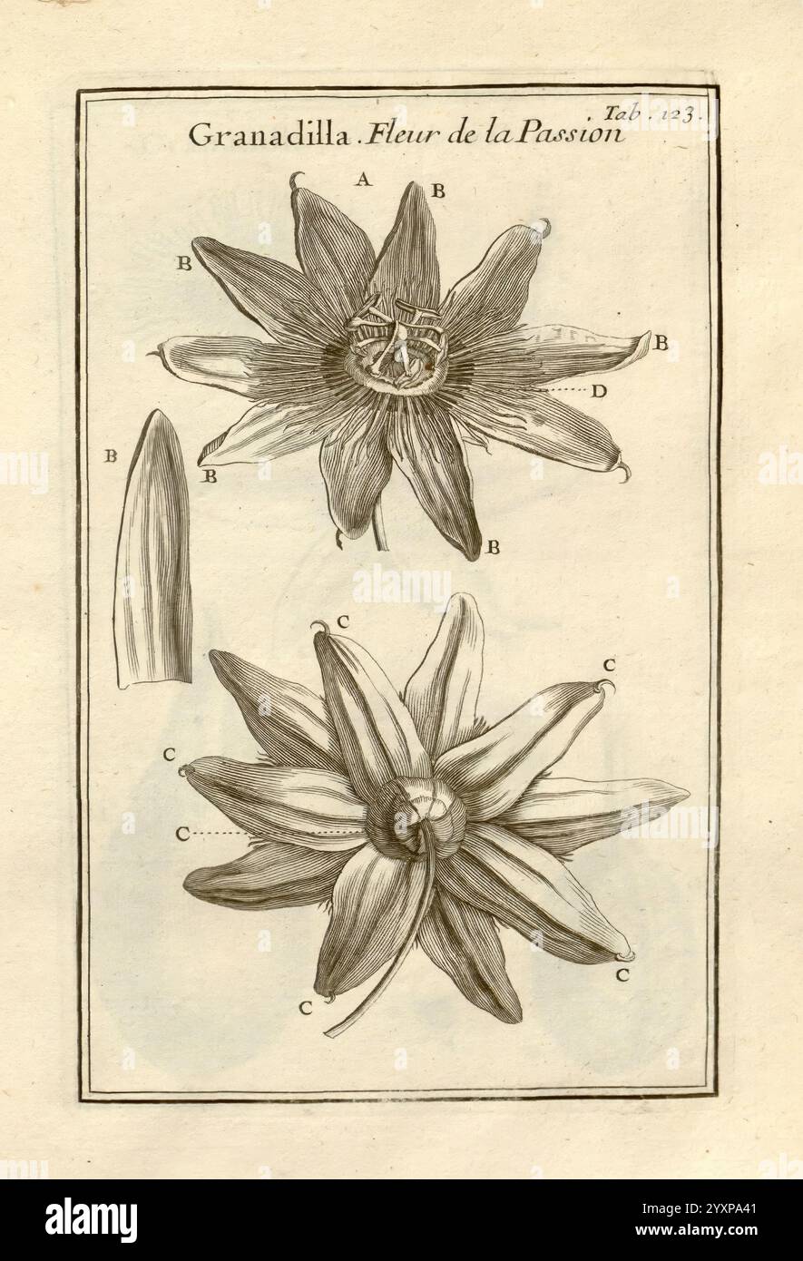 Joseph Pitton de Tournefort Institutiones rei herbariae Parisiis E ...