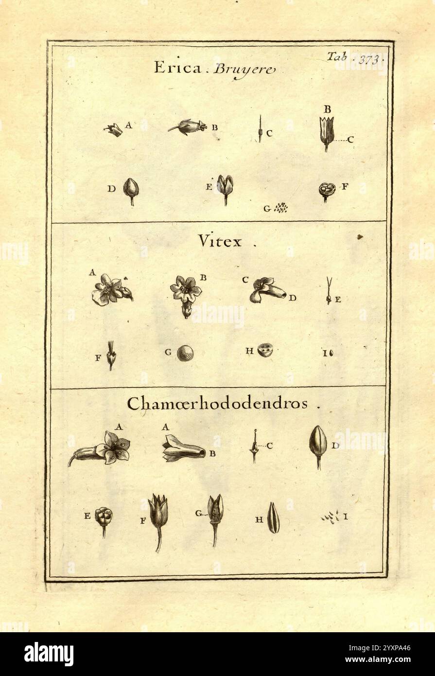 Annotated flower shapes hi-res stock photography and images - Alamy