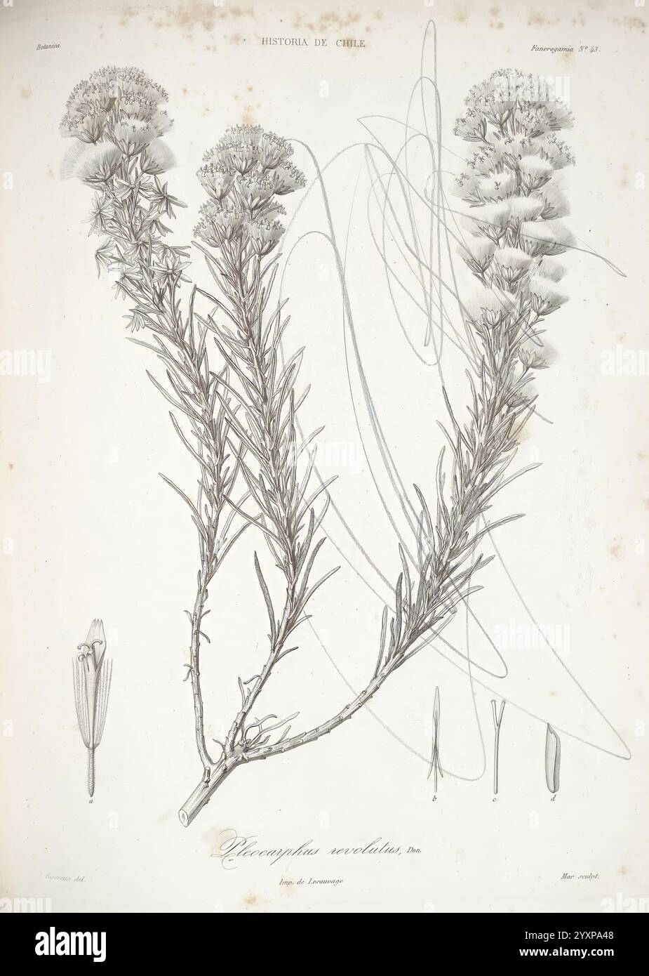 Plant eryngium vernale hi-res stock photography and images - Alamy