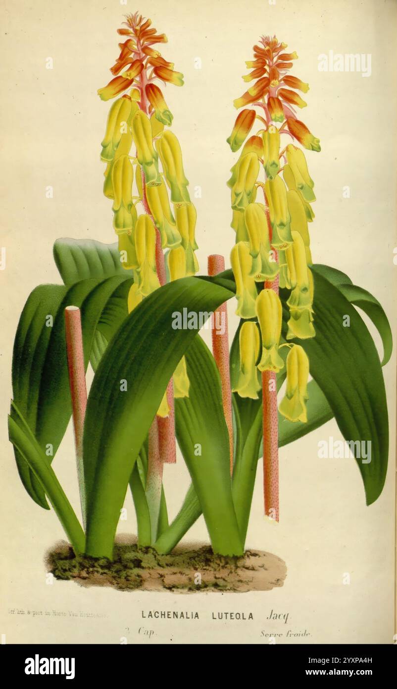 Lachenalia luteola plant hi-res stock photography and images - Alamy