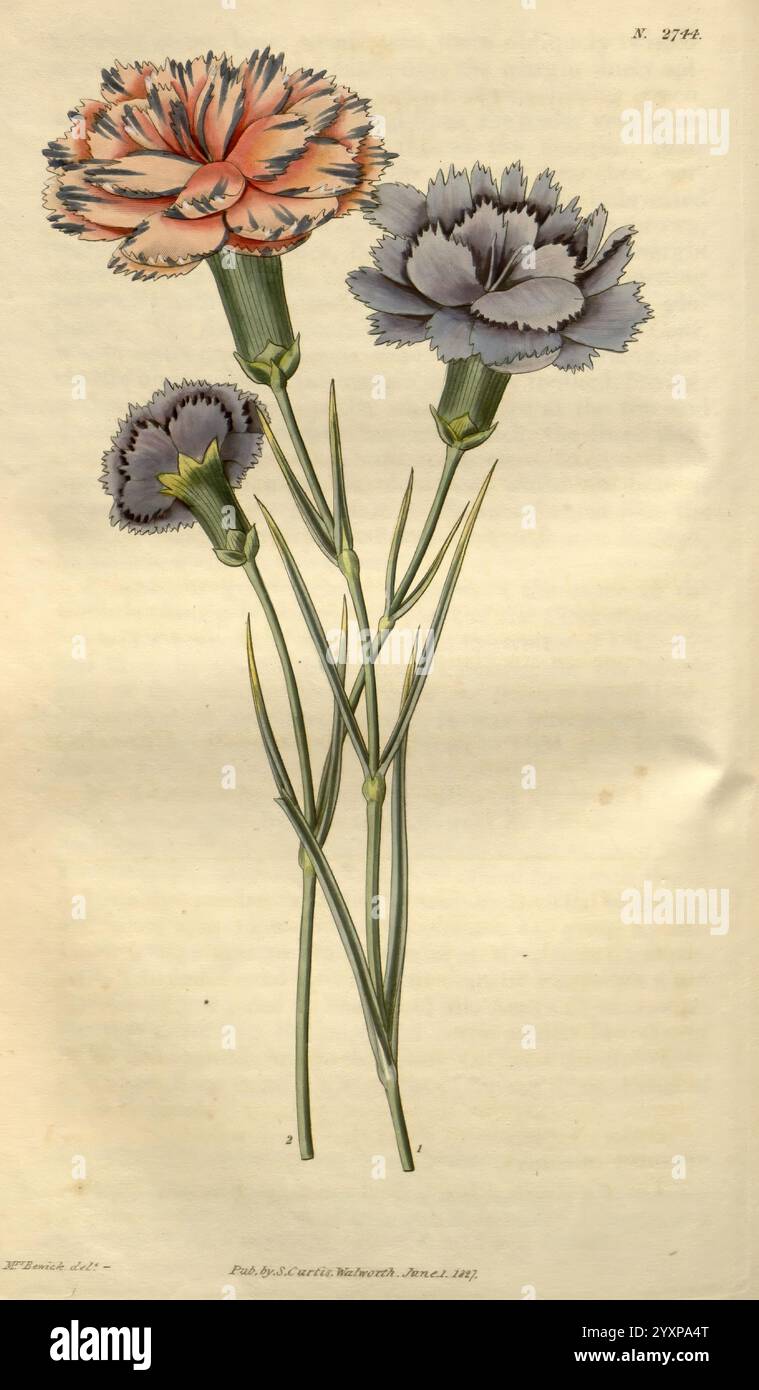 Curtis's Botanical Magazine, London, New York, botany, periodicals ...