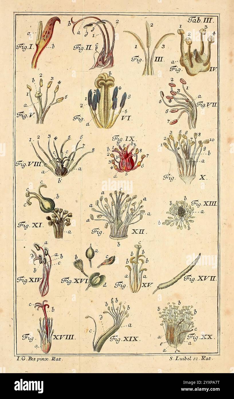 Botanicam expeditiorem hi-res stock photography and images - Alamy