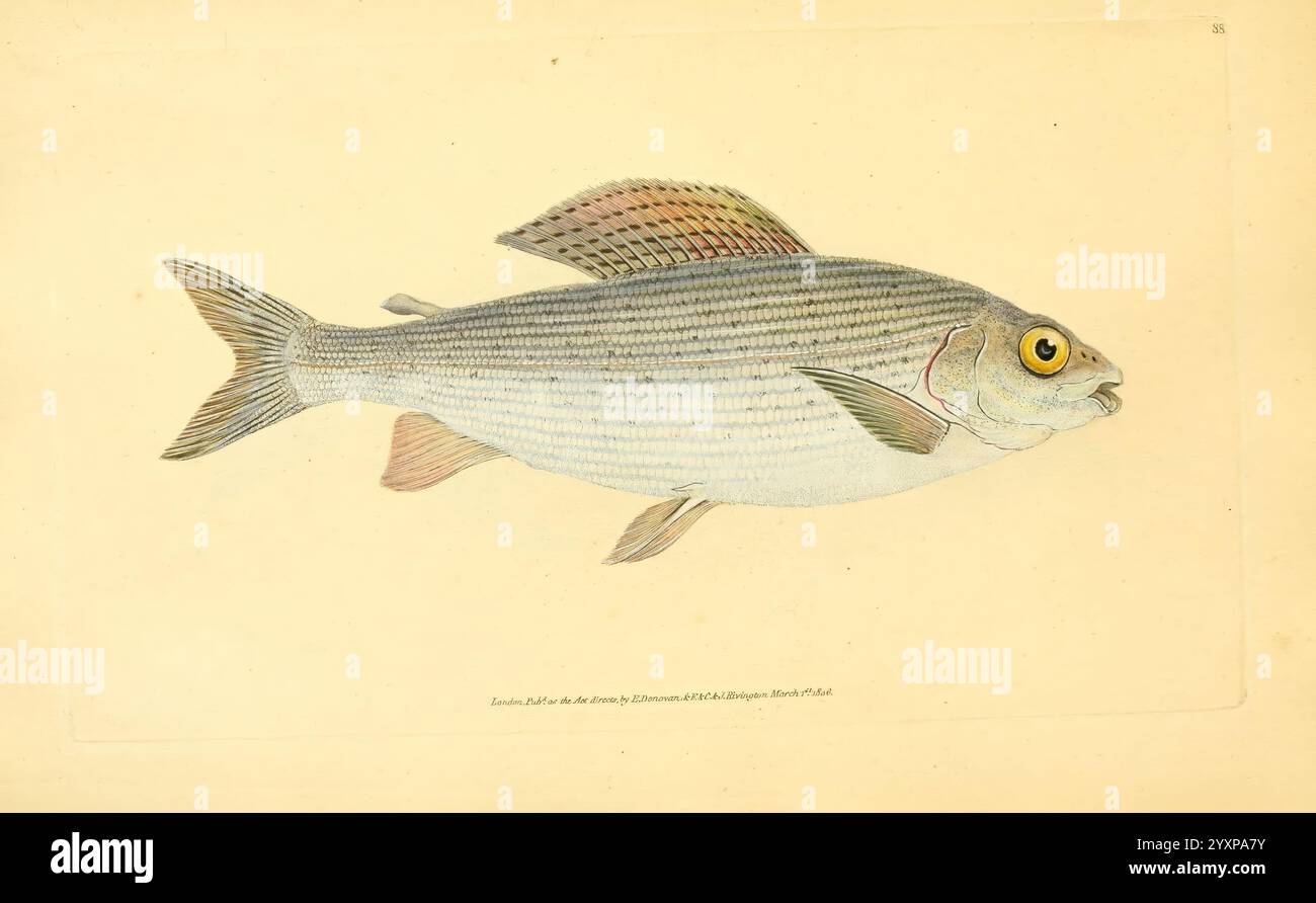 1802 1808 fishes hi-res stock photography and images - Alamy