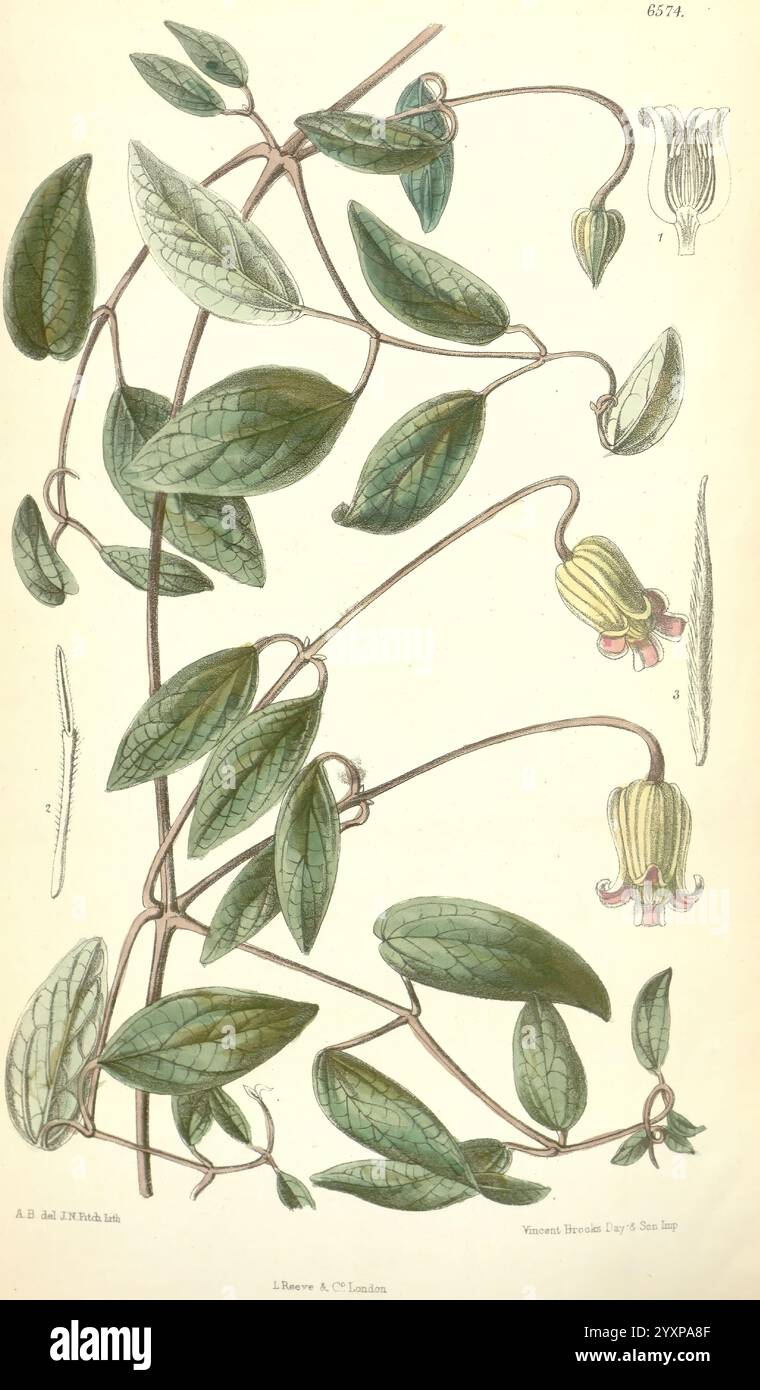 Curtis's Botanical Magazine London New York etc. botanical illustration ...