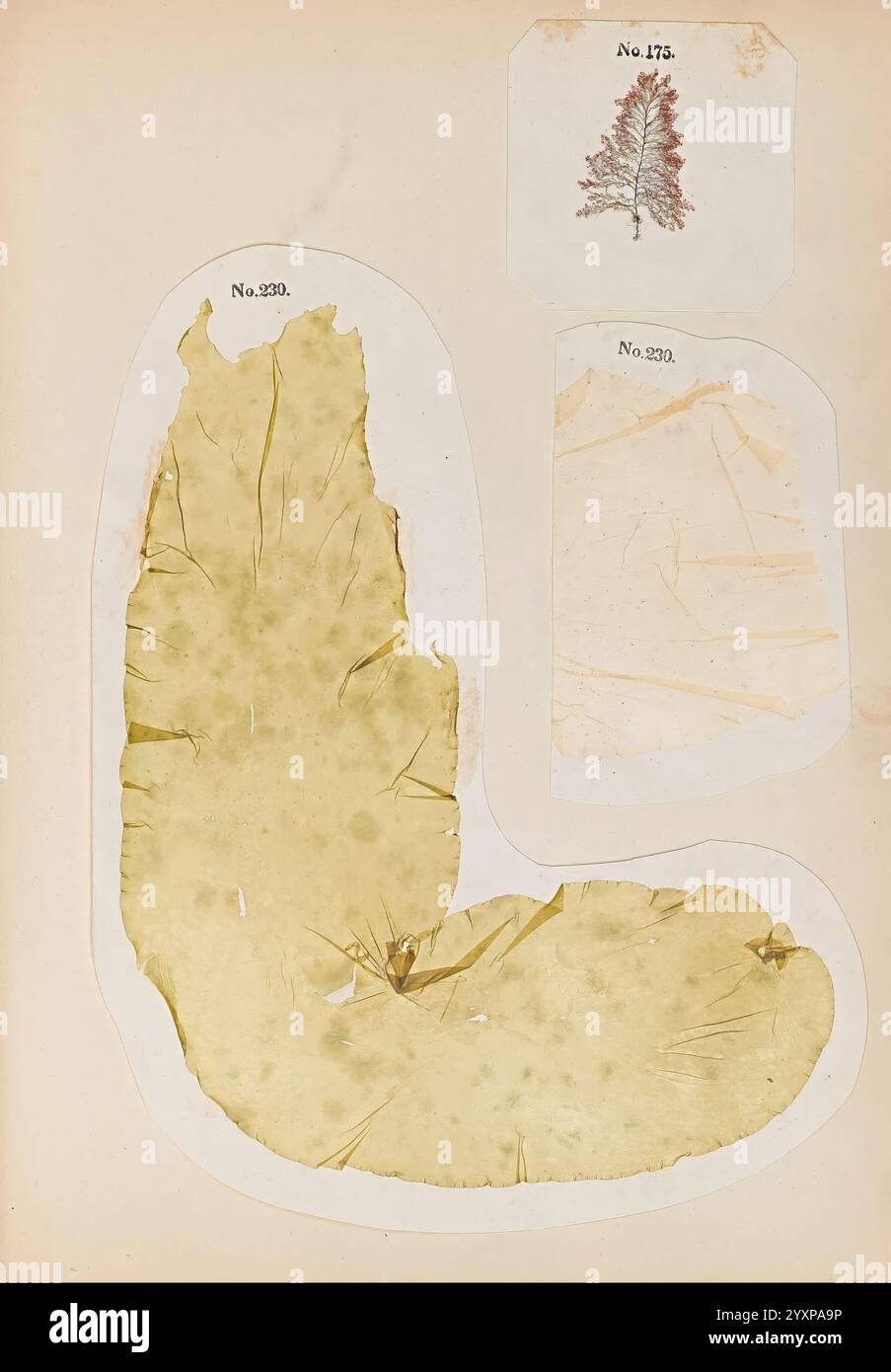 Coralline structure hi-res stock photography and images - Alamy