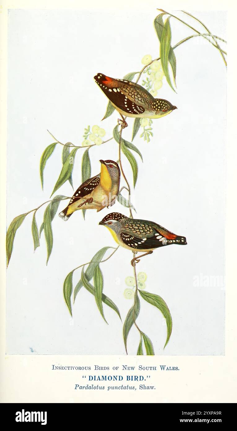 Three diamond birds hi-res stock photography and images - Alamy