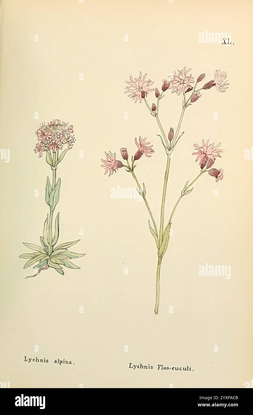 Alpine habitat adaptability hi-res stock photography and images - Alamy