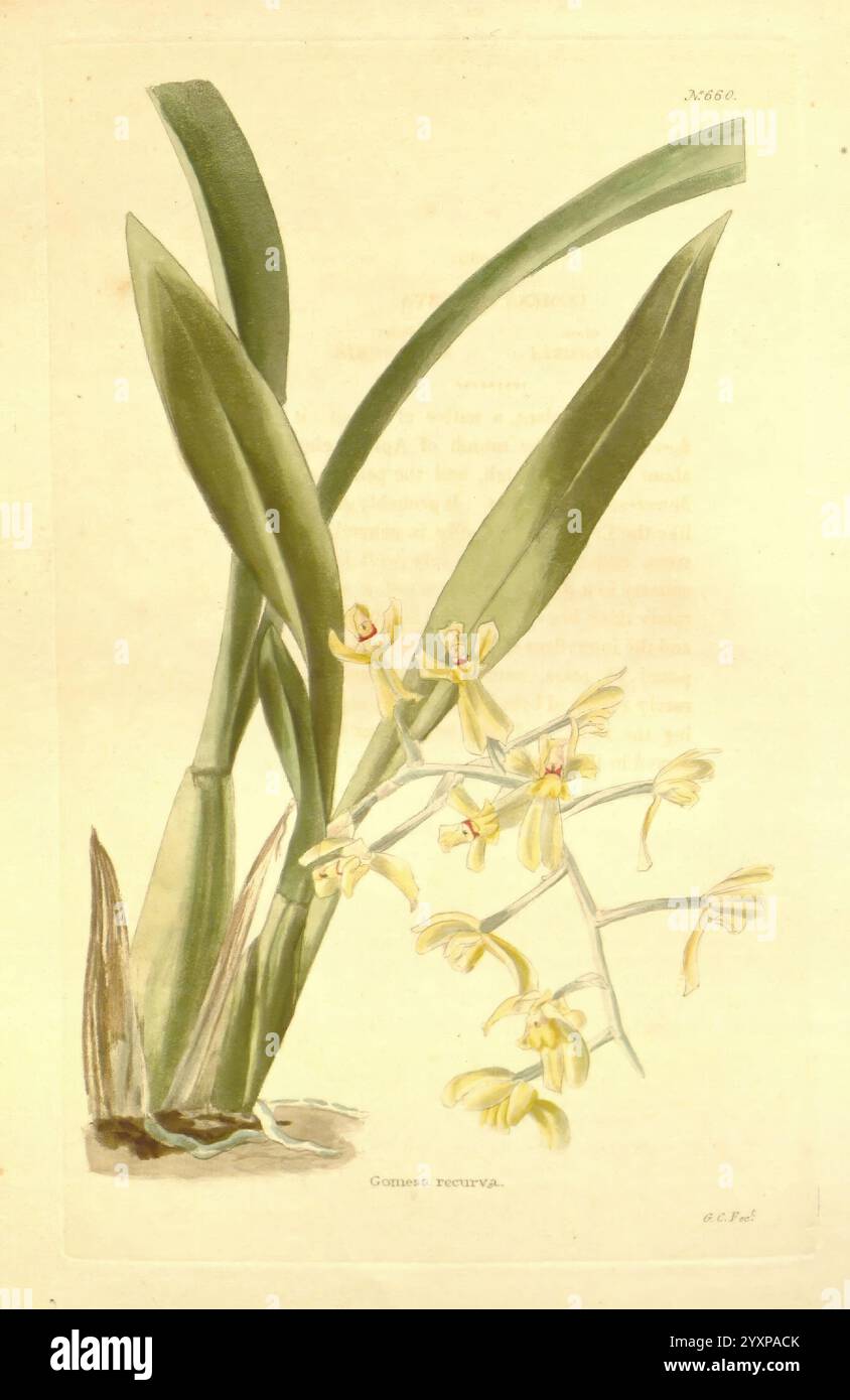 The, botanical, cabinet, London, John, Arthur, Arch, 1817-1833, An ...