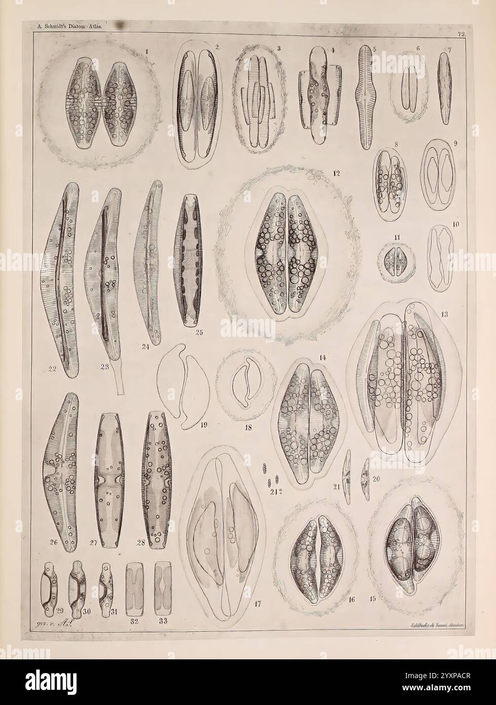 Featuring multiple specimens labeled hi-res stock photography and ...