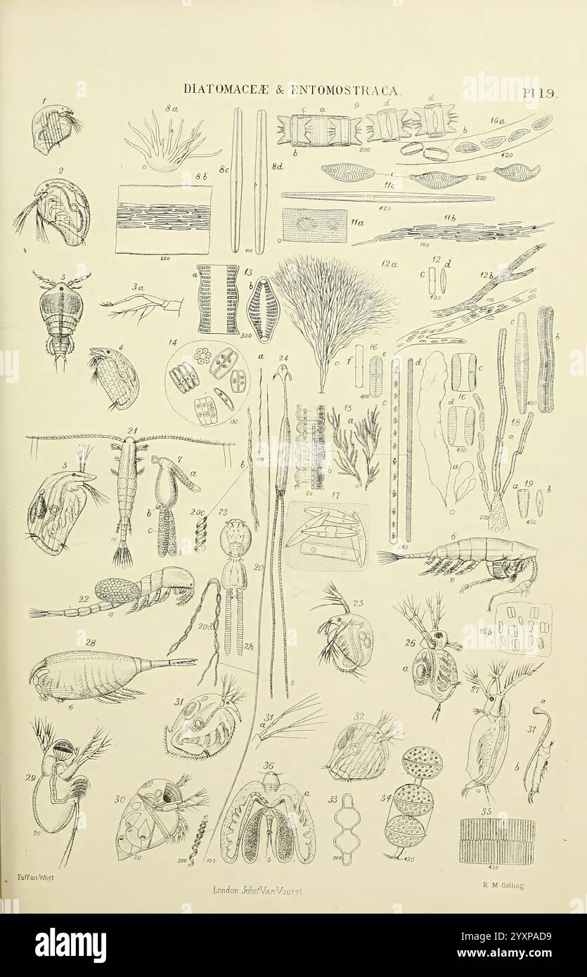 Diatom classification hi-res stock photography and images - Alamy