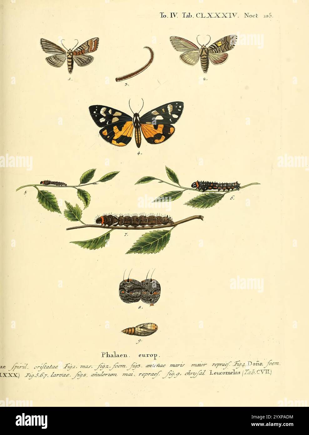 Adult moth showcases hi-res stock photography and images - Alamy