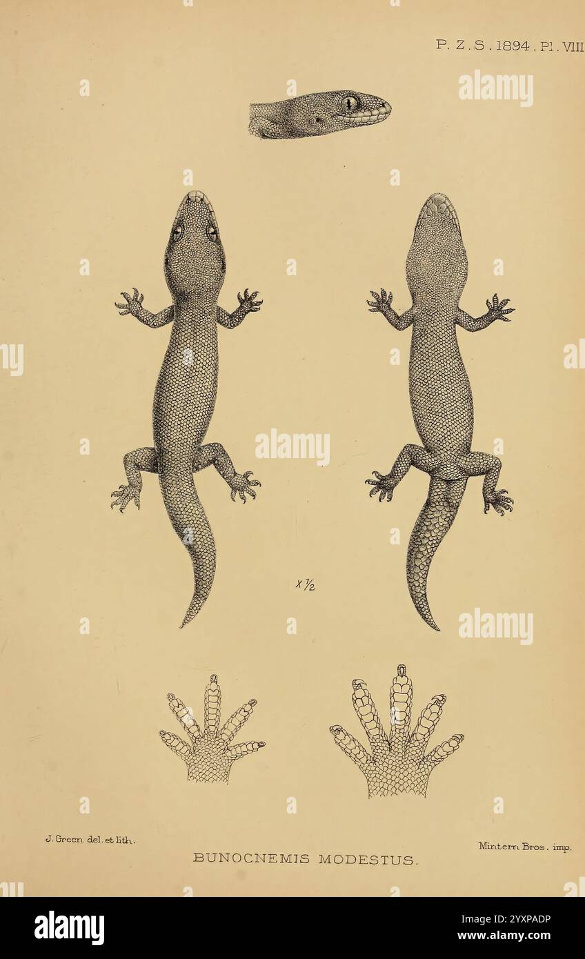 Understanding lizard taxonomy hi-res stock photography and images - Alamy