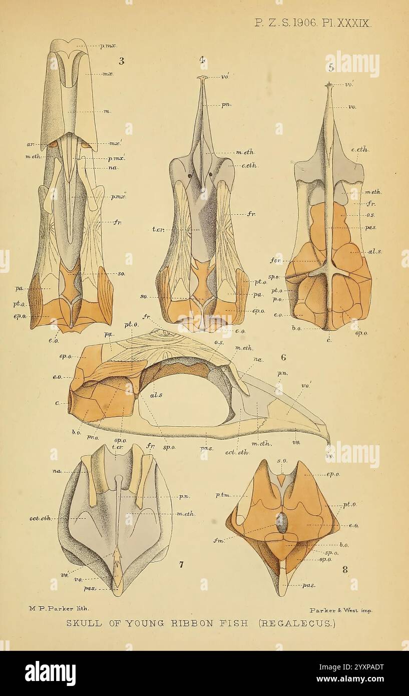 Rays unique morphology hi-res stock photography and images - Alamy