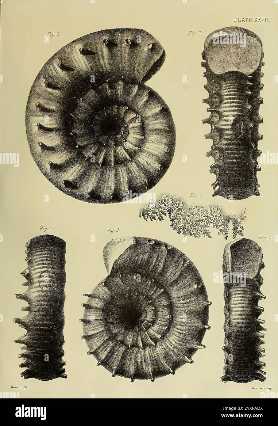 Conical form resembles hi-res stock photography and images - Alamy