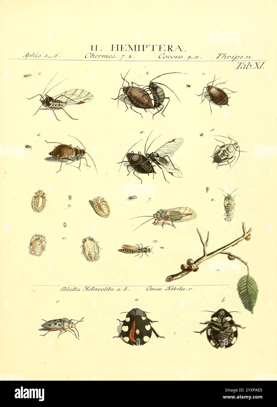 Genera Insectorum Linnaei et Fabricii iconibus illustrata. c.1 Vitoduri ...