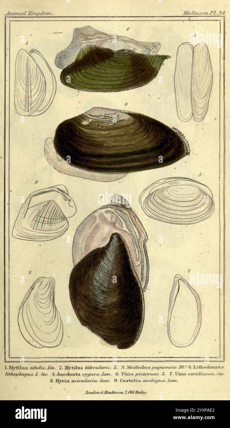 The, animal, kingdom, arranged, according, to, its, organization ...