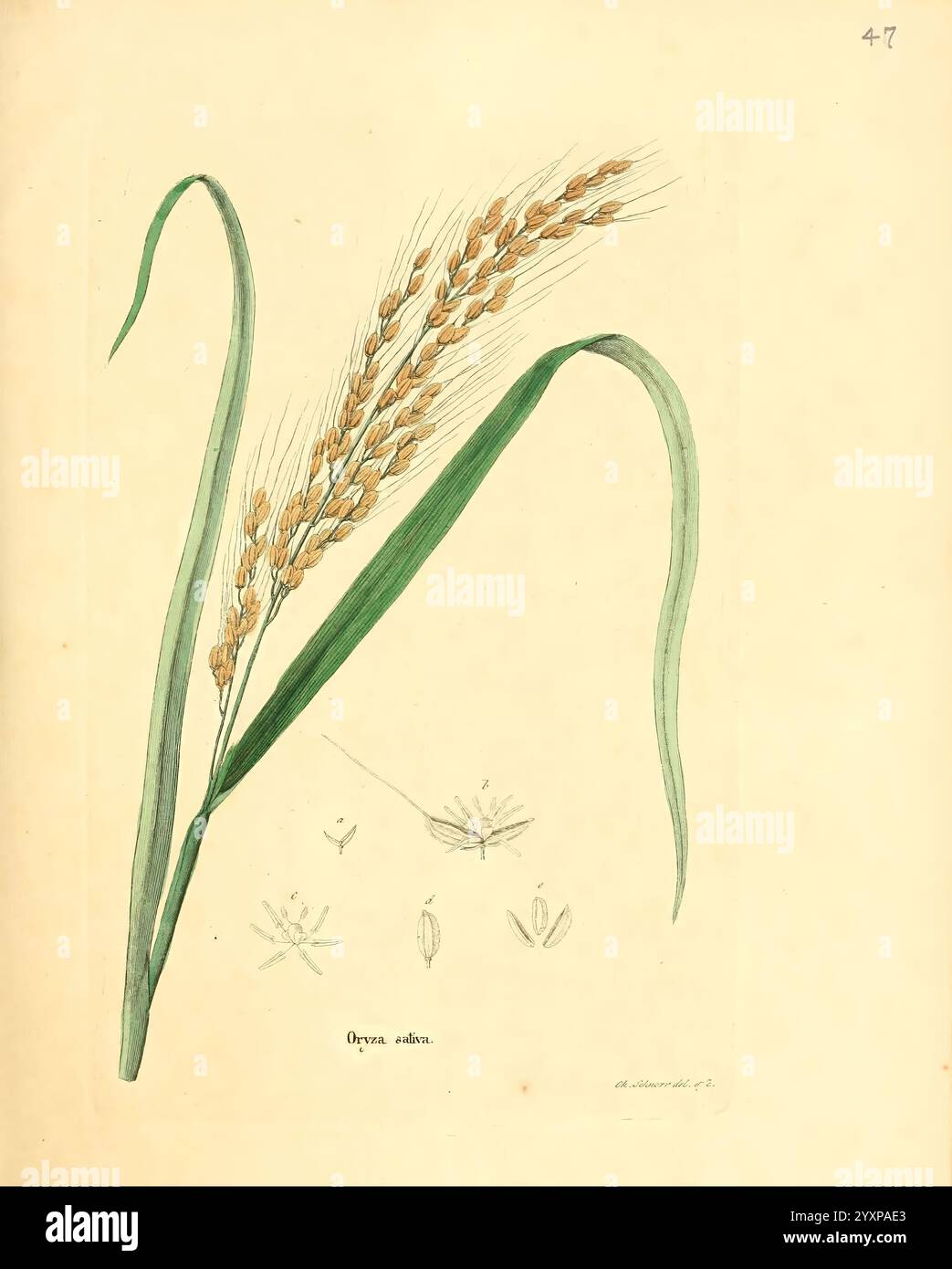 Flora medica, oder, Abbildung der wichtigsten officinellen Pflanzen ...