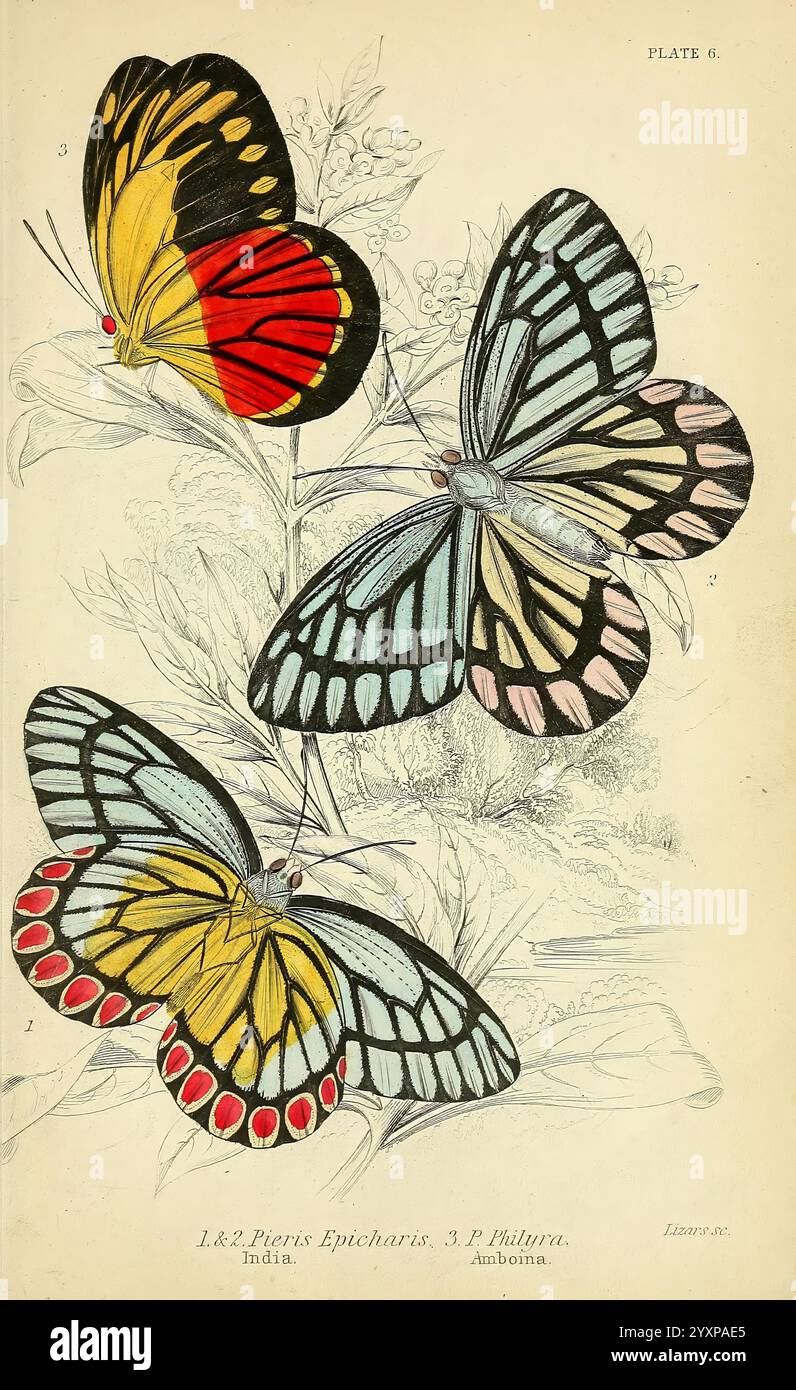 Showcasing diverse coloration hi-res stock photography and images - Alamy