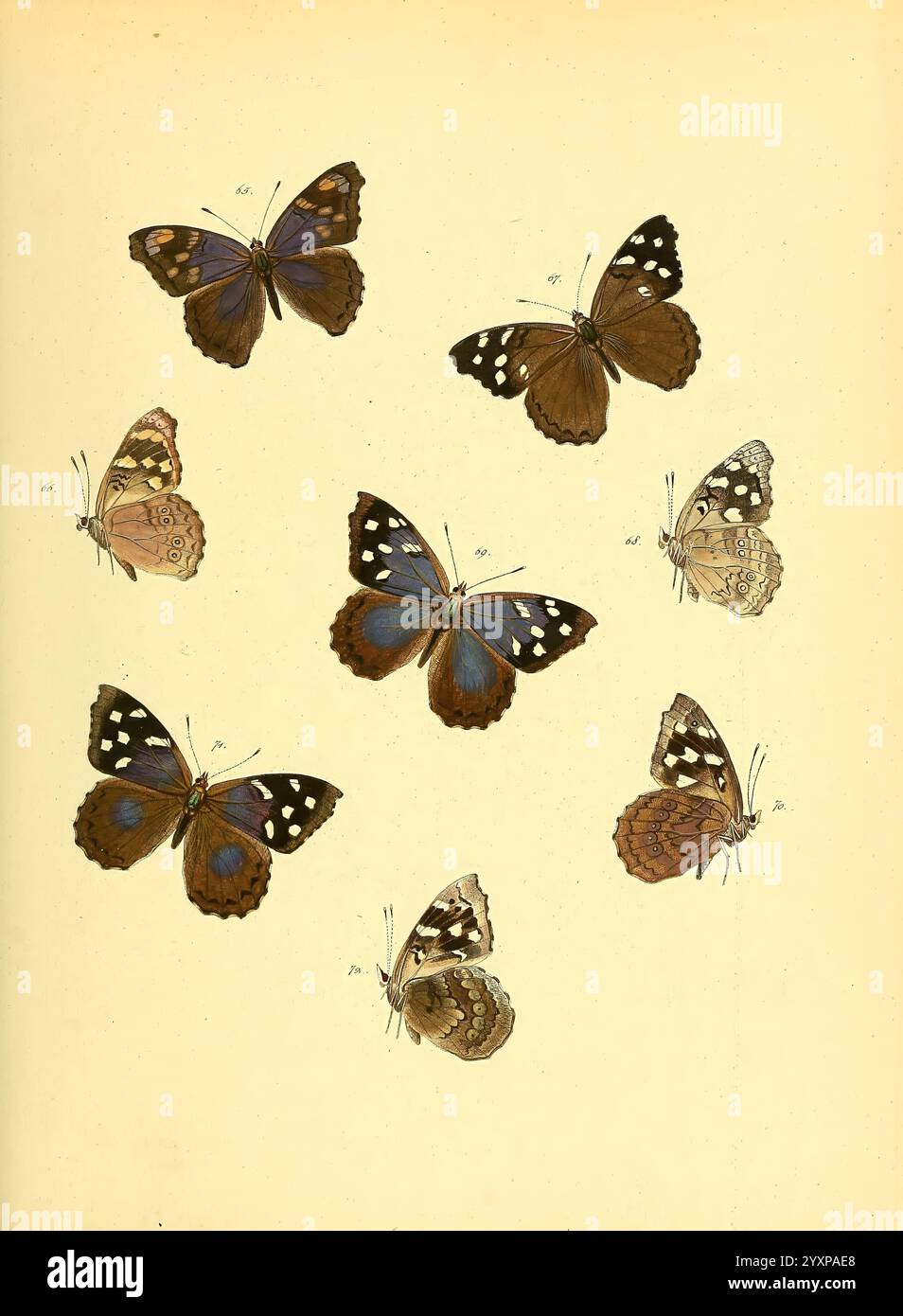 Arrangement features multiple butterflies hi-res stock photography and ...