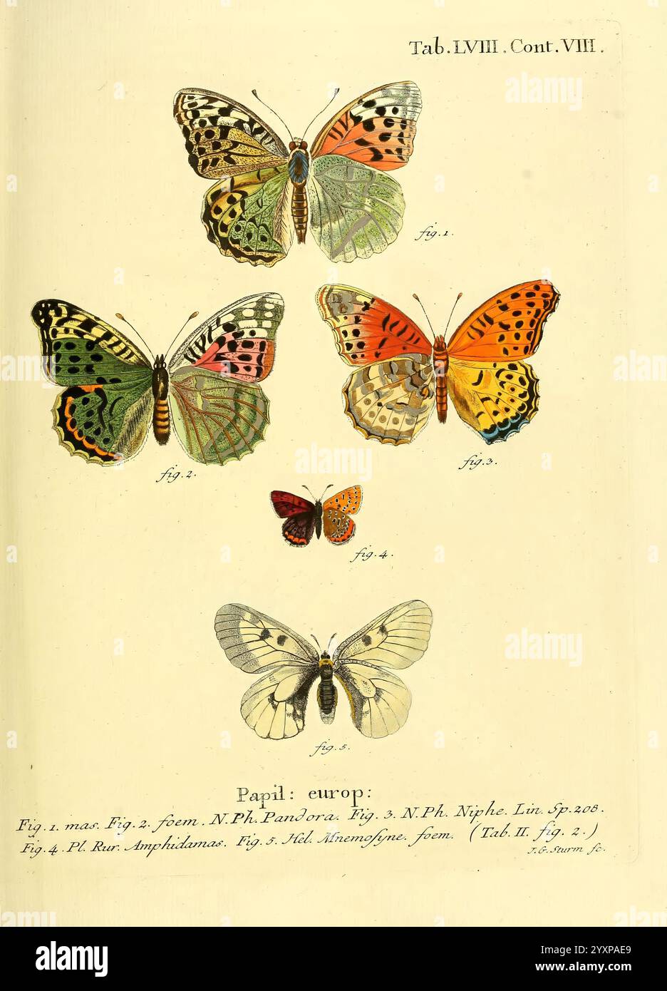 Composition features multiple species hi-res stock photography and ...