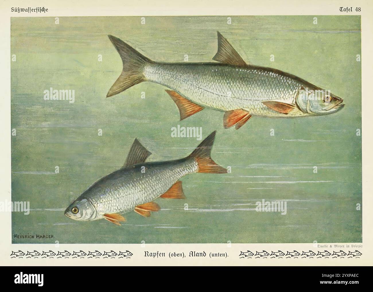 Illustration features two fish species depicted hi-res stock ...