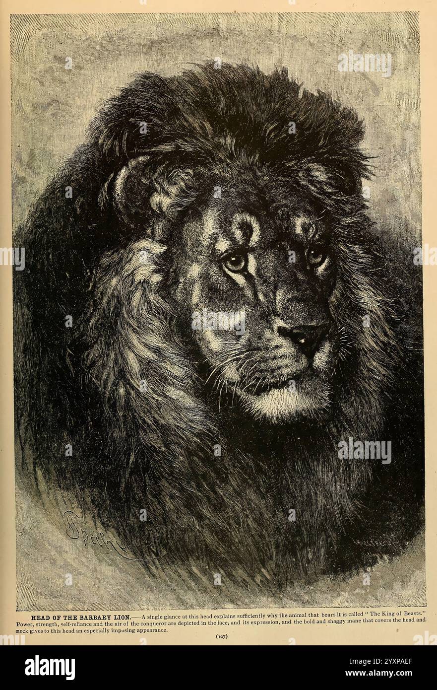 Strong facial structure hi-res stock photography and images - Alamy