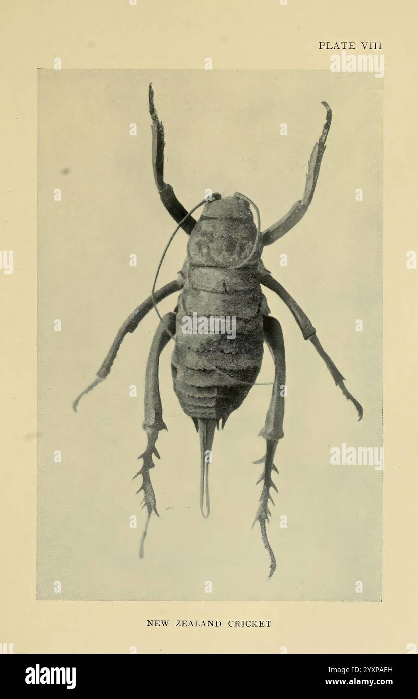 Insect Life London, A. & C. Black, Ltd, 1921, Entomology, Laboratory ...
