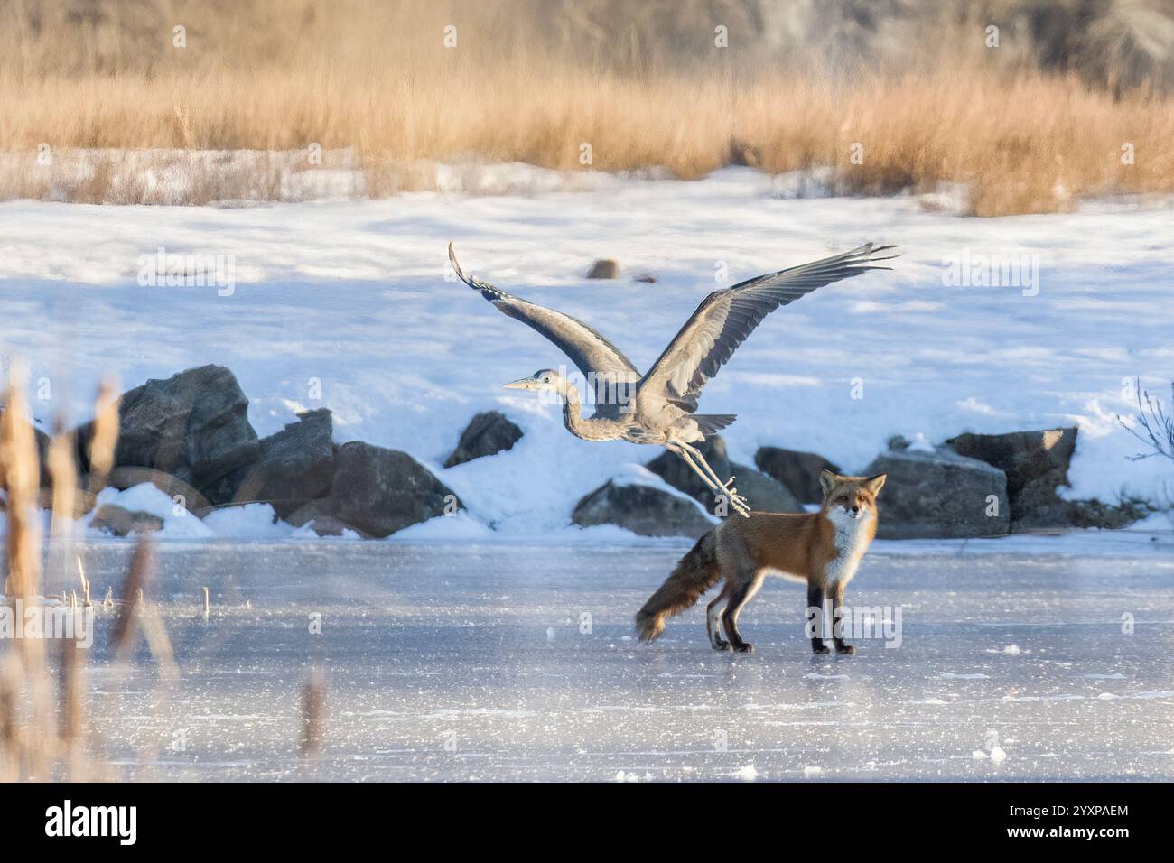Red fox chasing an heron in winter Stock Photo - Alamy