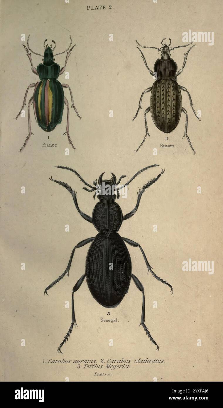 Species carabus auratus hi-res stock photography and images - Alamy