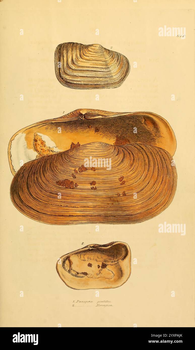 The mineral conchology of Great Britain, London, Printed by B. Meredith ...