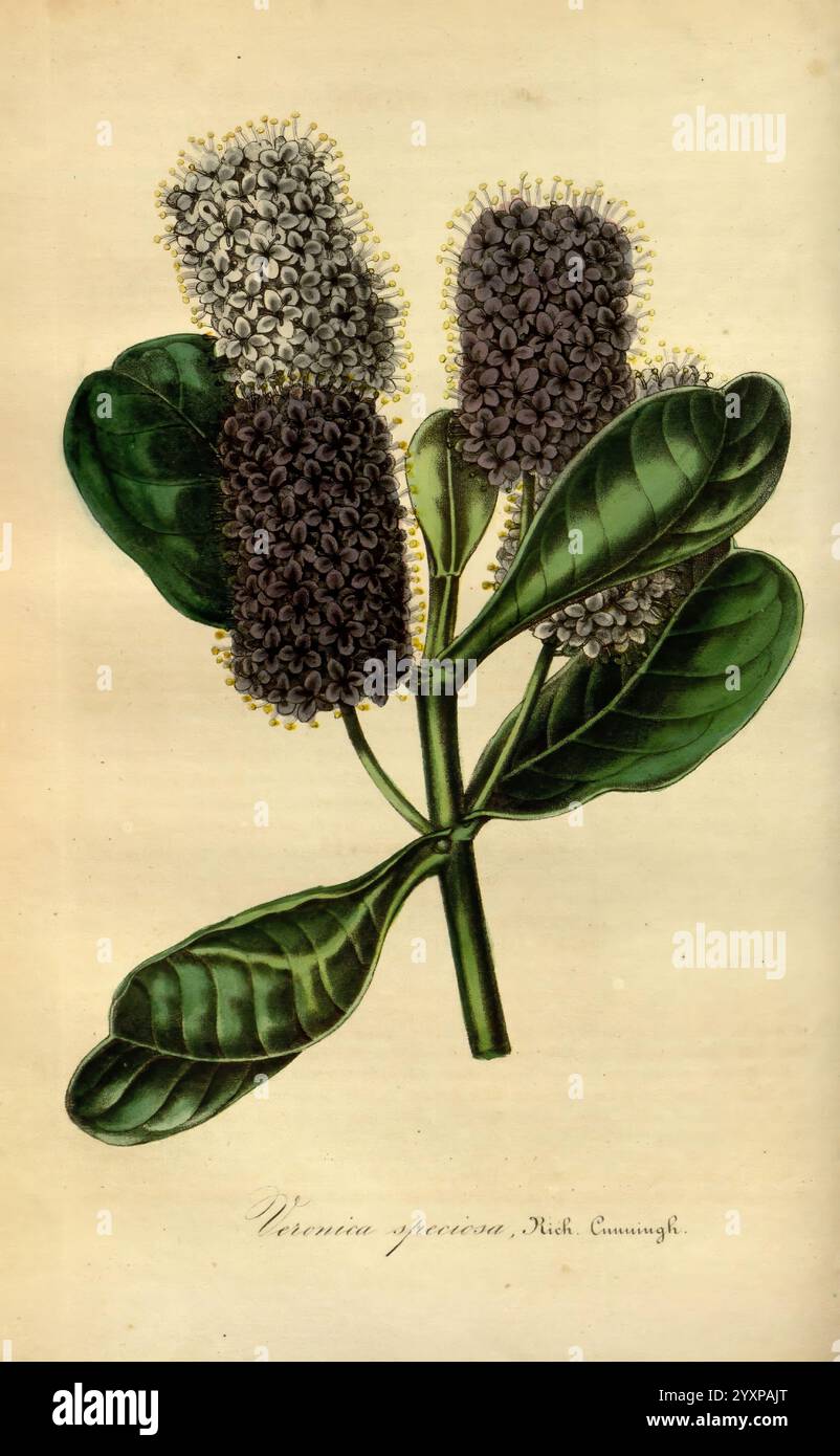 Vesania species hi-res stock photography and images - Alamy