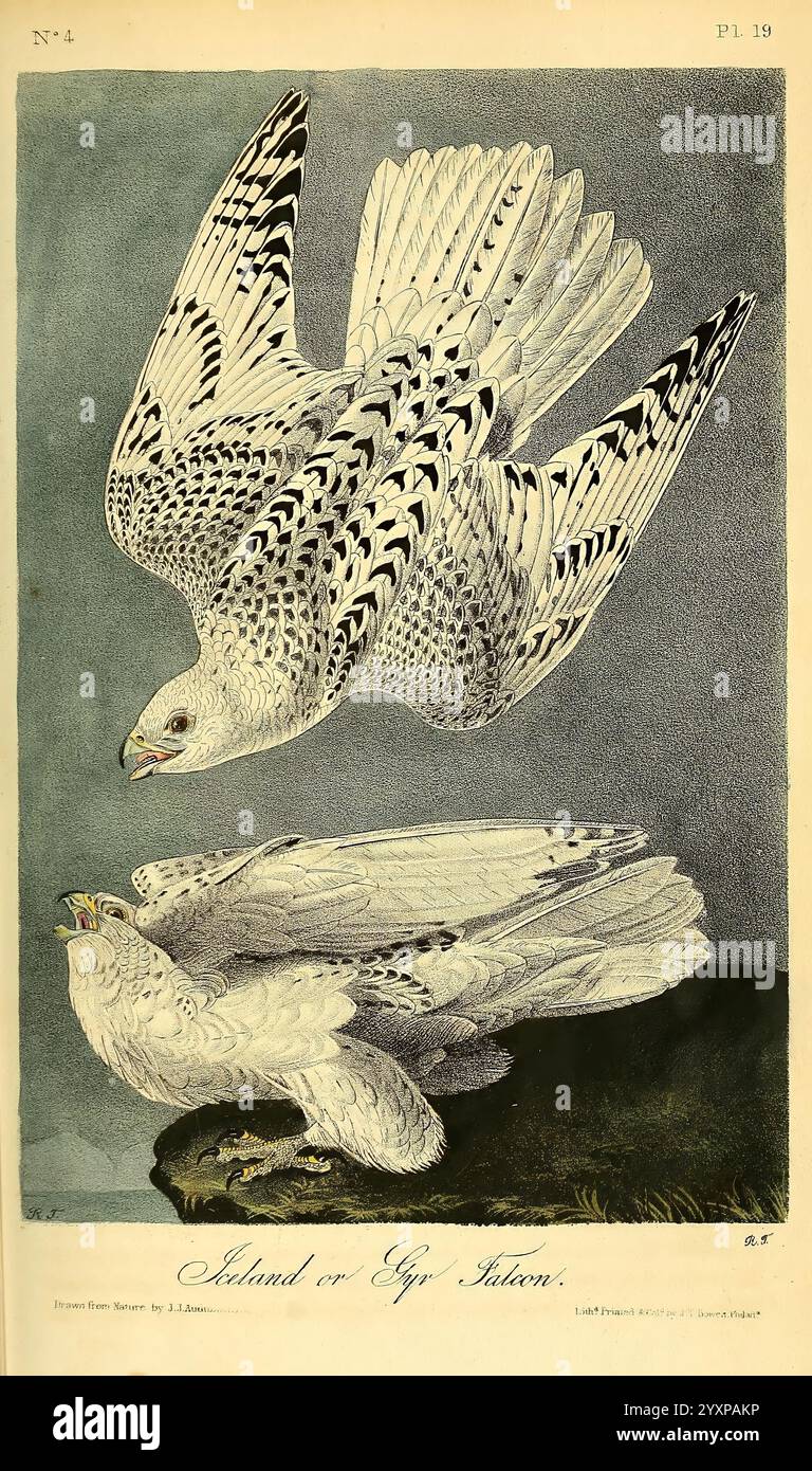 The birds of America, New York, J.B. Chevalier, 1840-1844. Birds, North ...