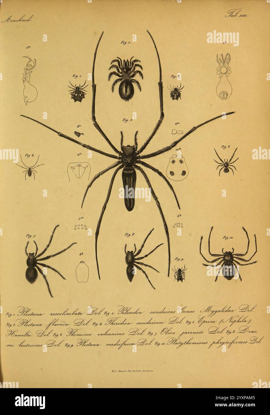 Complexity of spider morphology hi-res stock photography and images - Alamy