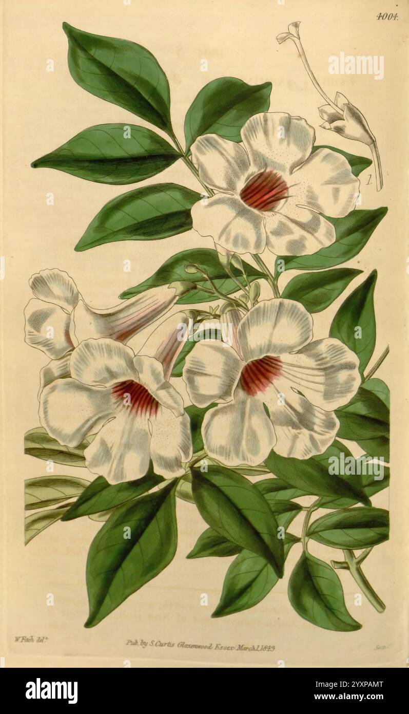 Smooth leaf surfaces contrasting hi-res stock photography and images ...