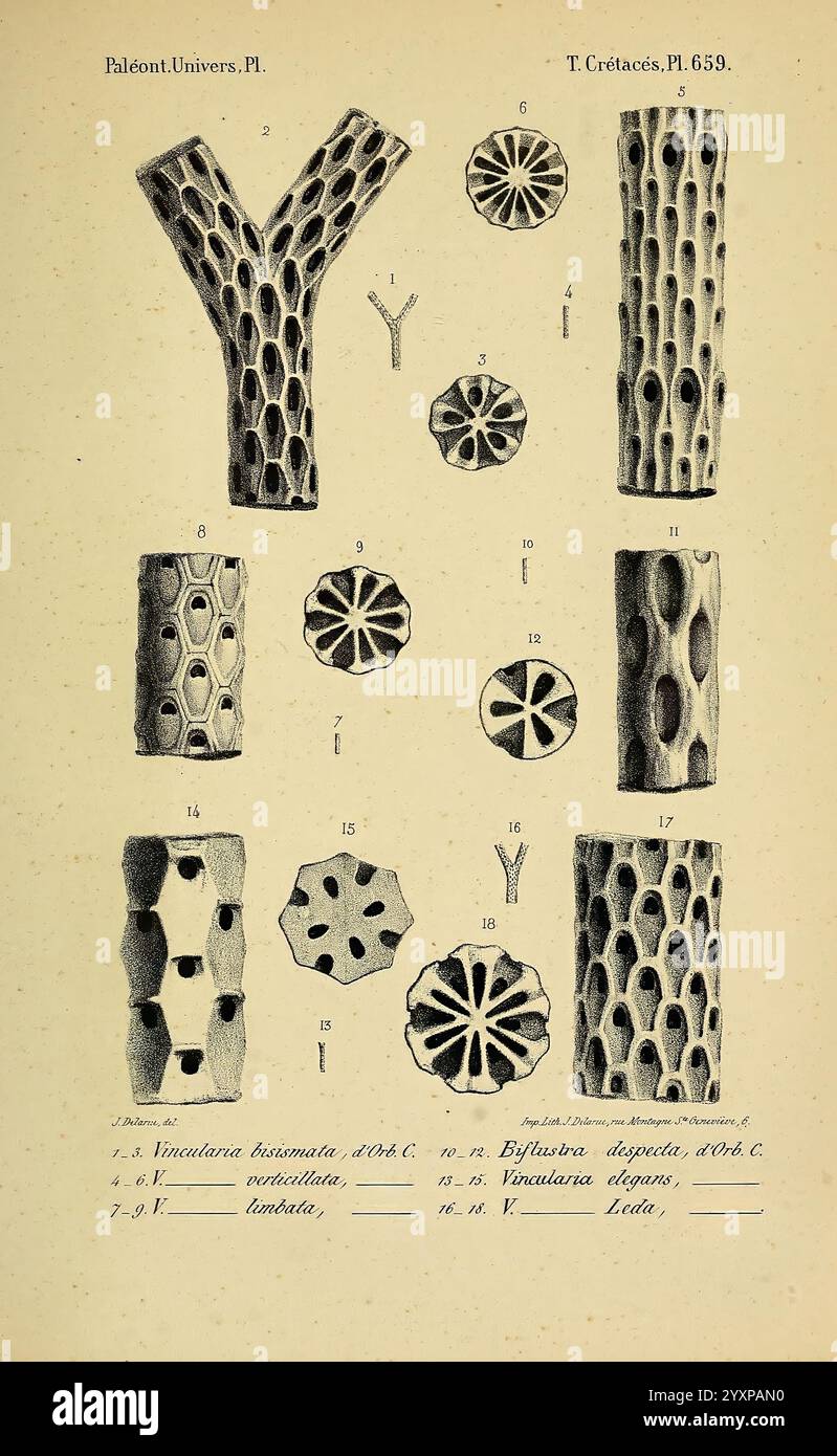 Paléontologie, française, Paris, Chez, l'auteur, 1840-1894, France ...