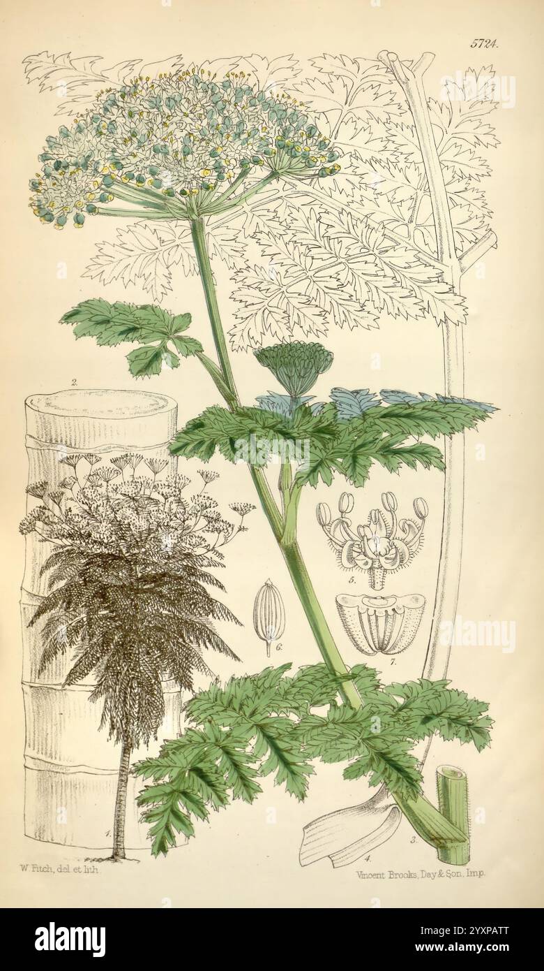 Curtis's Botanical Magazine, London, New York, Botanical Illustration ...