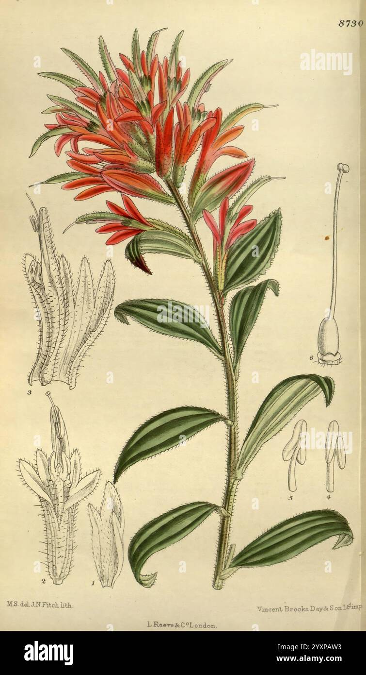Curtis's Botanical Magazine London New York botanical illustration ...
