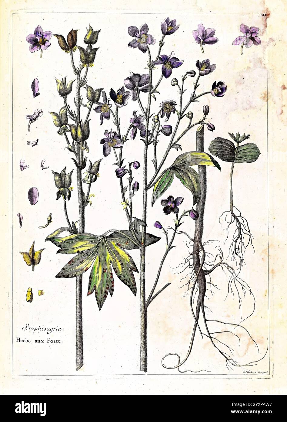 Recueil des plantes dessinées et gravées par ordre du roi Louis XIV ...