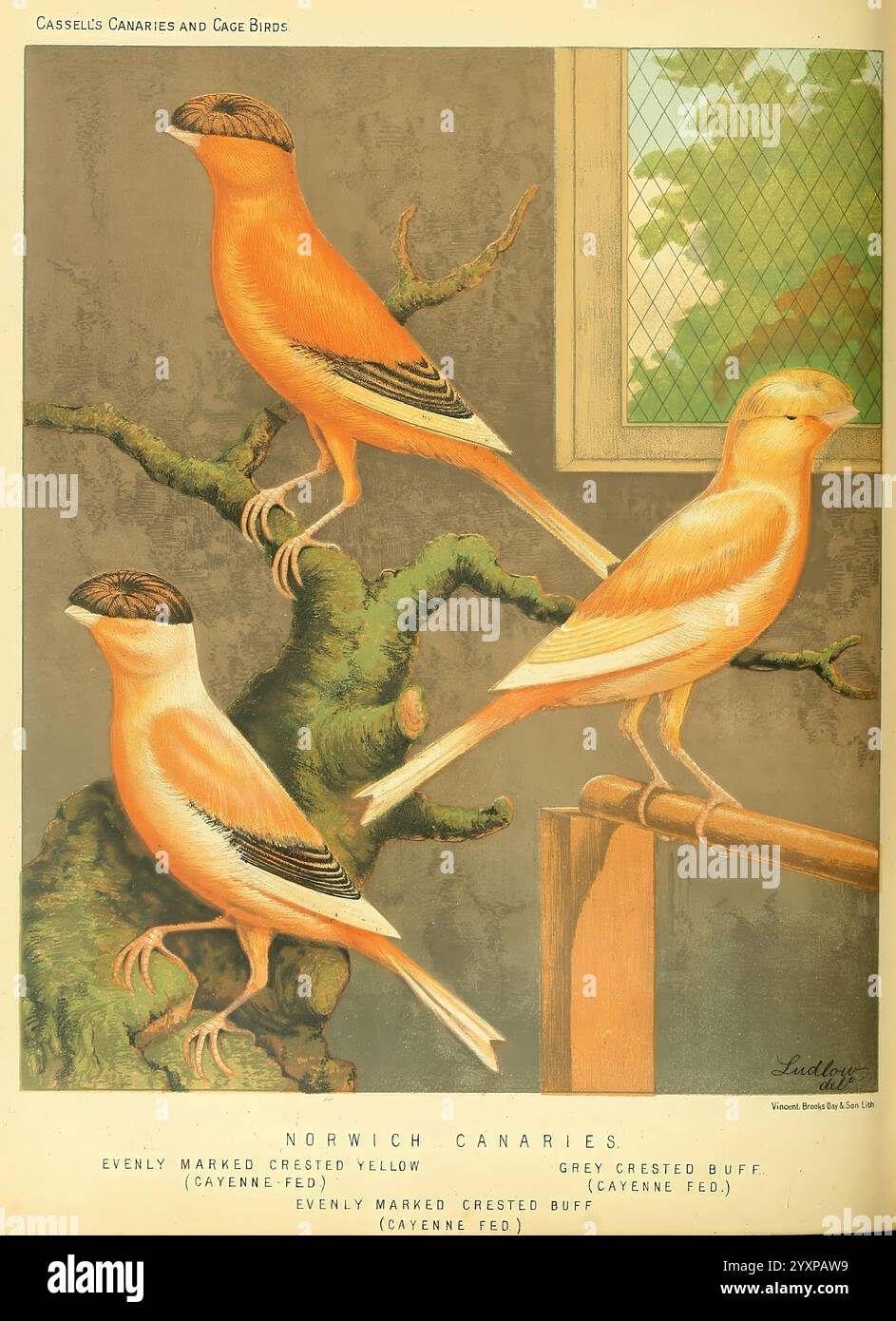 Second canary exhibits hi-res stock photography and images - Alamy